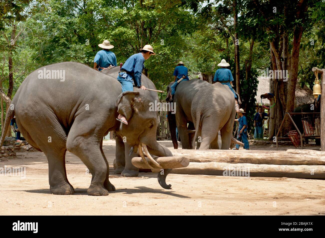 Elephant thailand logging hi-res stock photography and images - Alamy