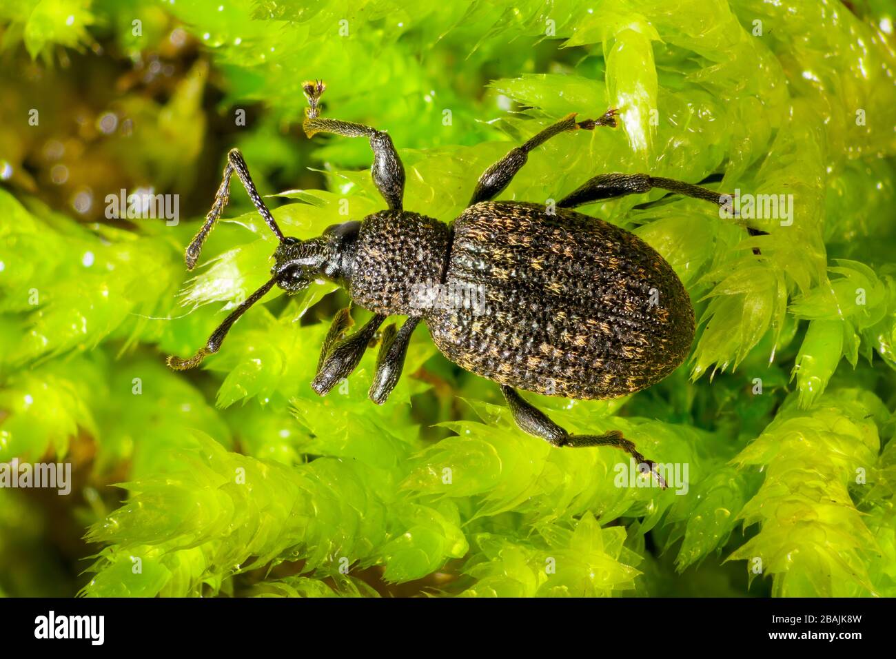 Parthenogenesis is known as thelytoky hi-res stock photography and ...