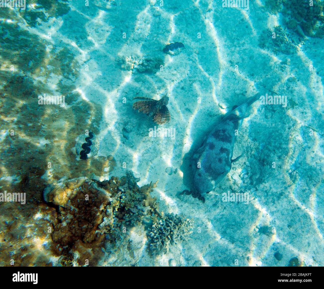 A puffer fish and a scoprion fish in New Caledonia Stock Photo - Alamy