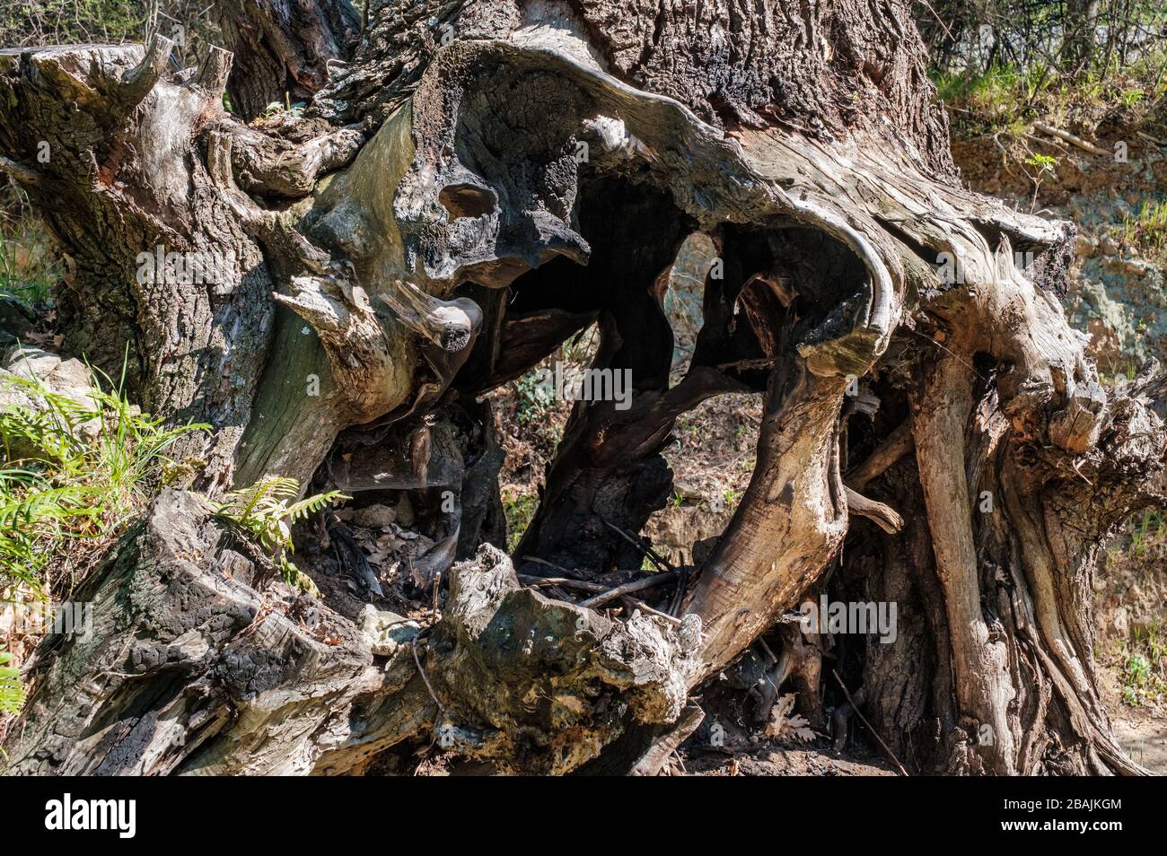 Twisted roots and stump of an ancient burnt out oak tree in woodland in ...