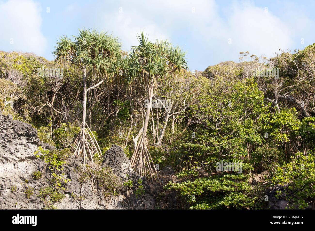 New caledonia ecology hi-res stock photography and images - Alamy
