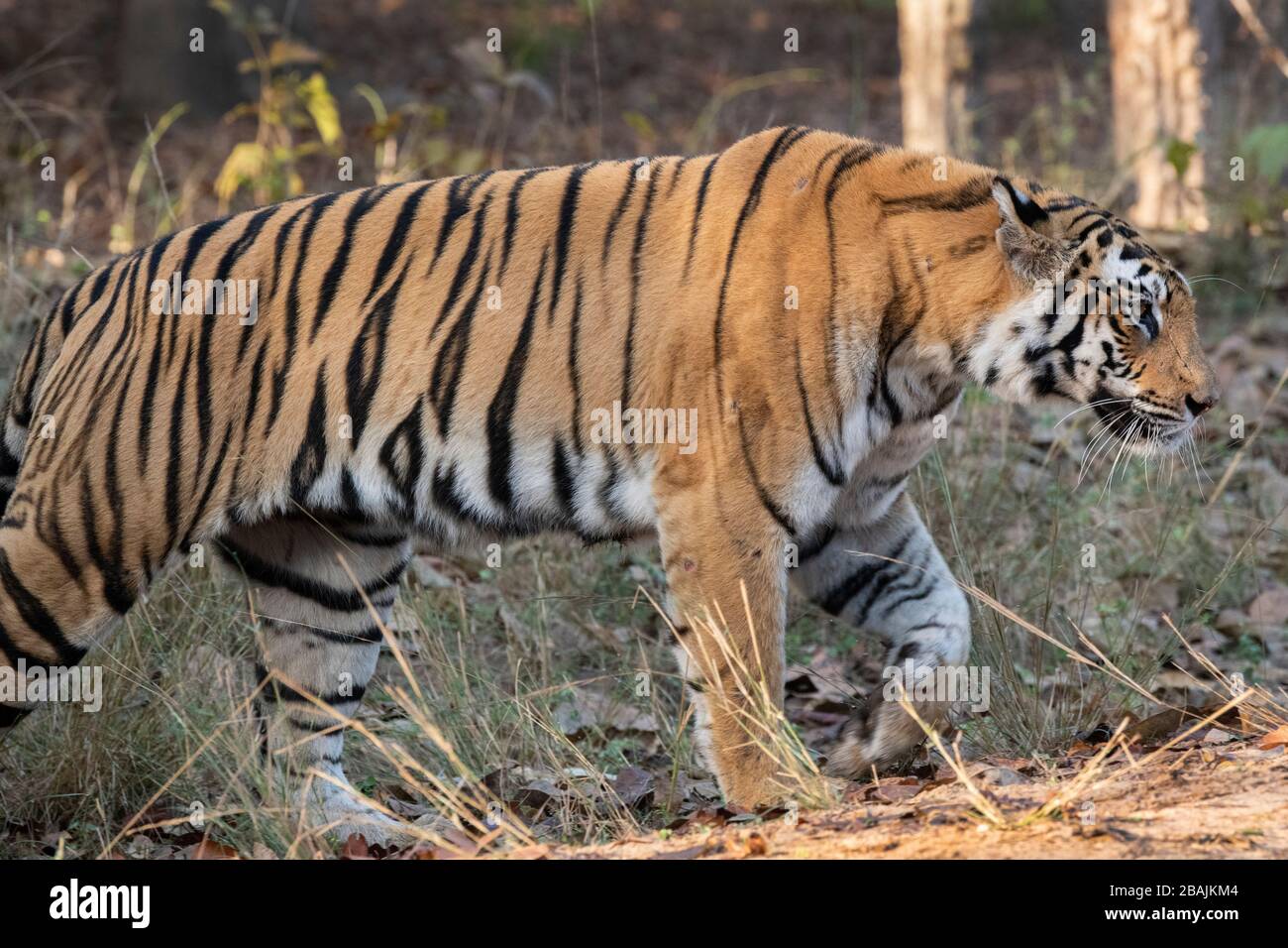 India, Madhya Pradesh, Bandhavgarh National Park. Mature female Bengal ...