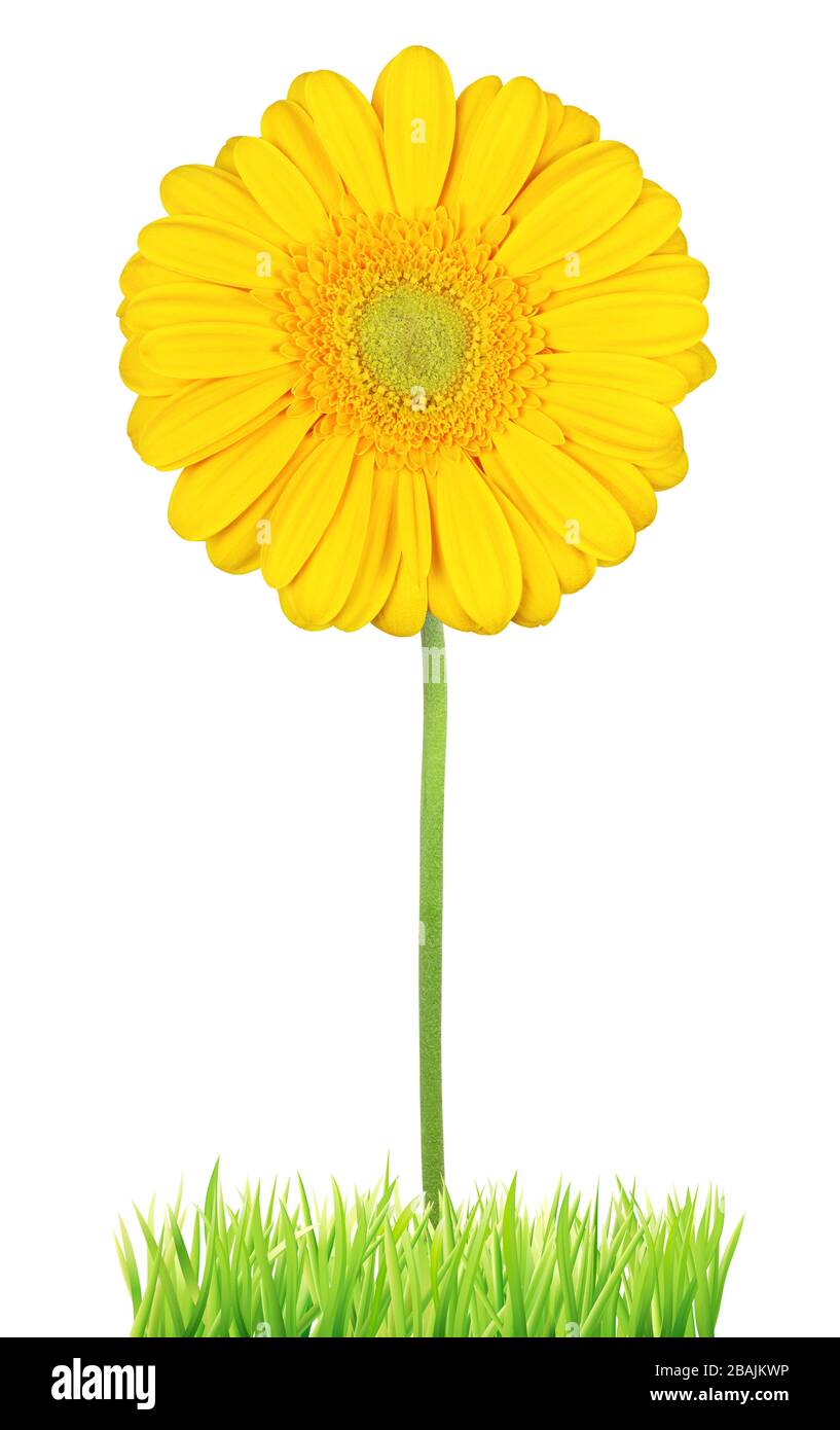 Wonderful Gerbera (Daisy) isolated on white background. Germany Stock ...