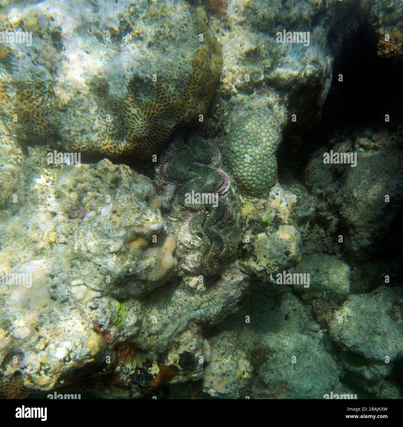 A giant tridacna clam in the sea of New Caledonia Stock Photo - Alamy