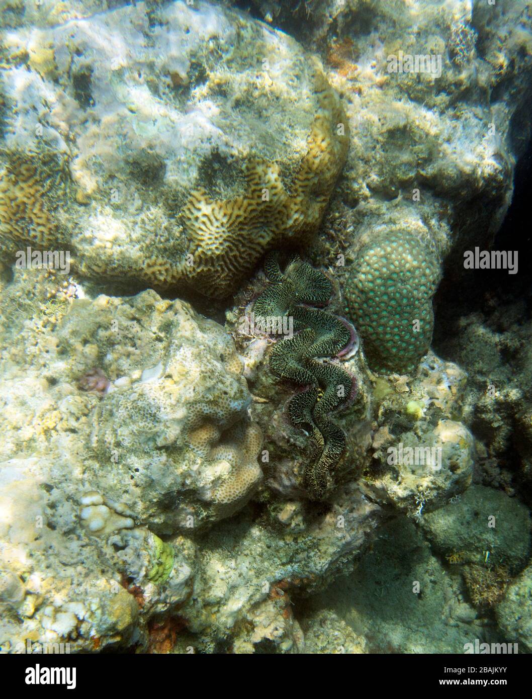 A giant tridacna clam in the sea of New Caledonia Stock Photo - Alamy