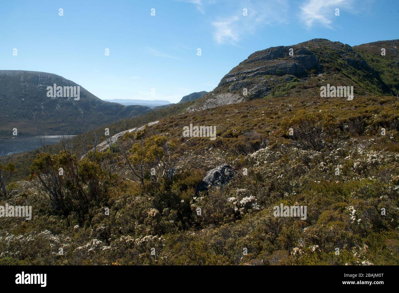 Cradle Mountain Tasmania, view across flowering alpine vegetation Stock ...