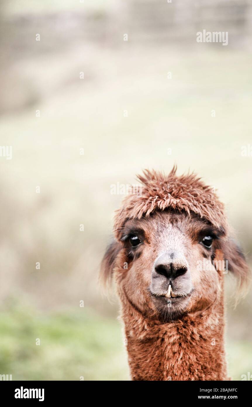 Alpaca smiling hi-res stock photography and images - Alamy