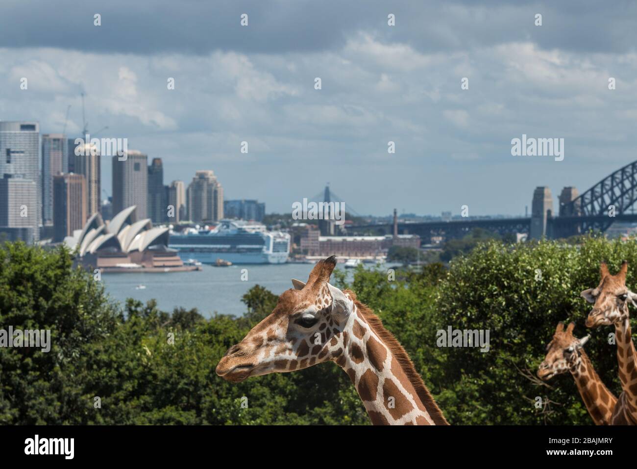 Sydney Taronga Zoo, Australia Stock Photo - Alamy