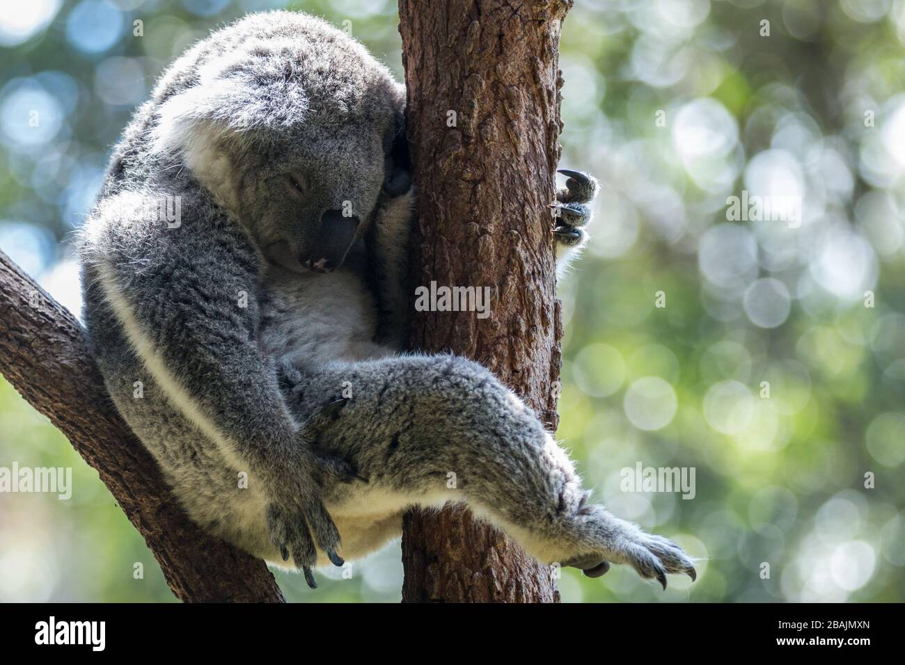 WILD LIFE Sydney Zoo, Australia Stock Photo - Alamy