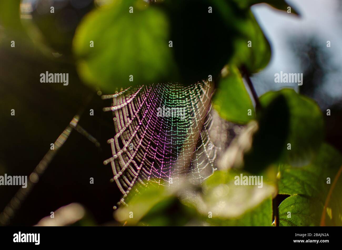 Netz natur hi-res stock photography and images - Alamy