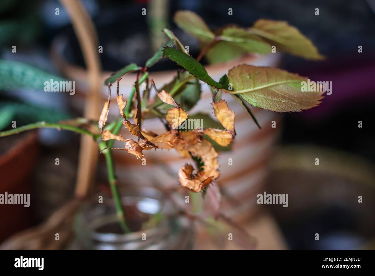 Spiny leaf insect hi-res stock photography and images - Alamy