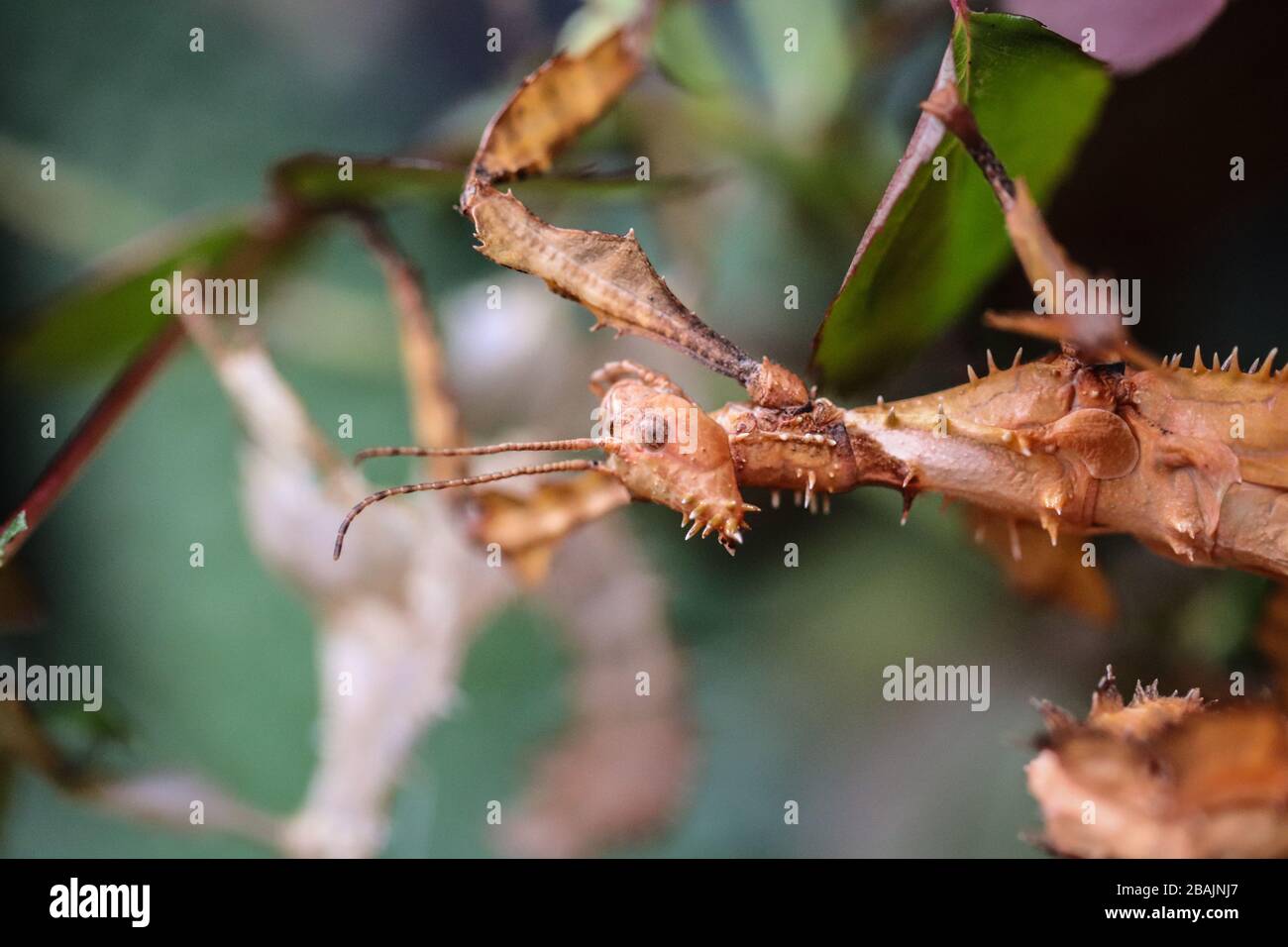 Spiny leaf insect hi-res stock photography and images - Alamy