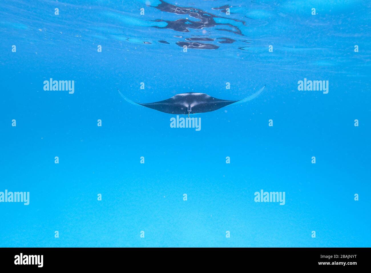 Giant oceanic manta ray, Manta Birostris ,hovering in blue ocean on ...
