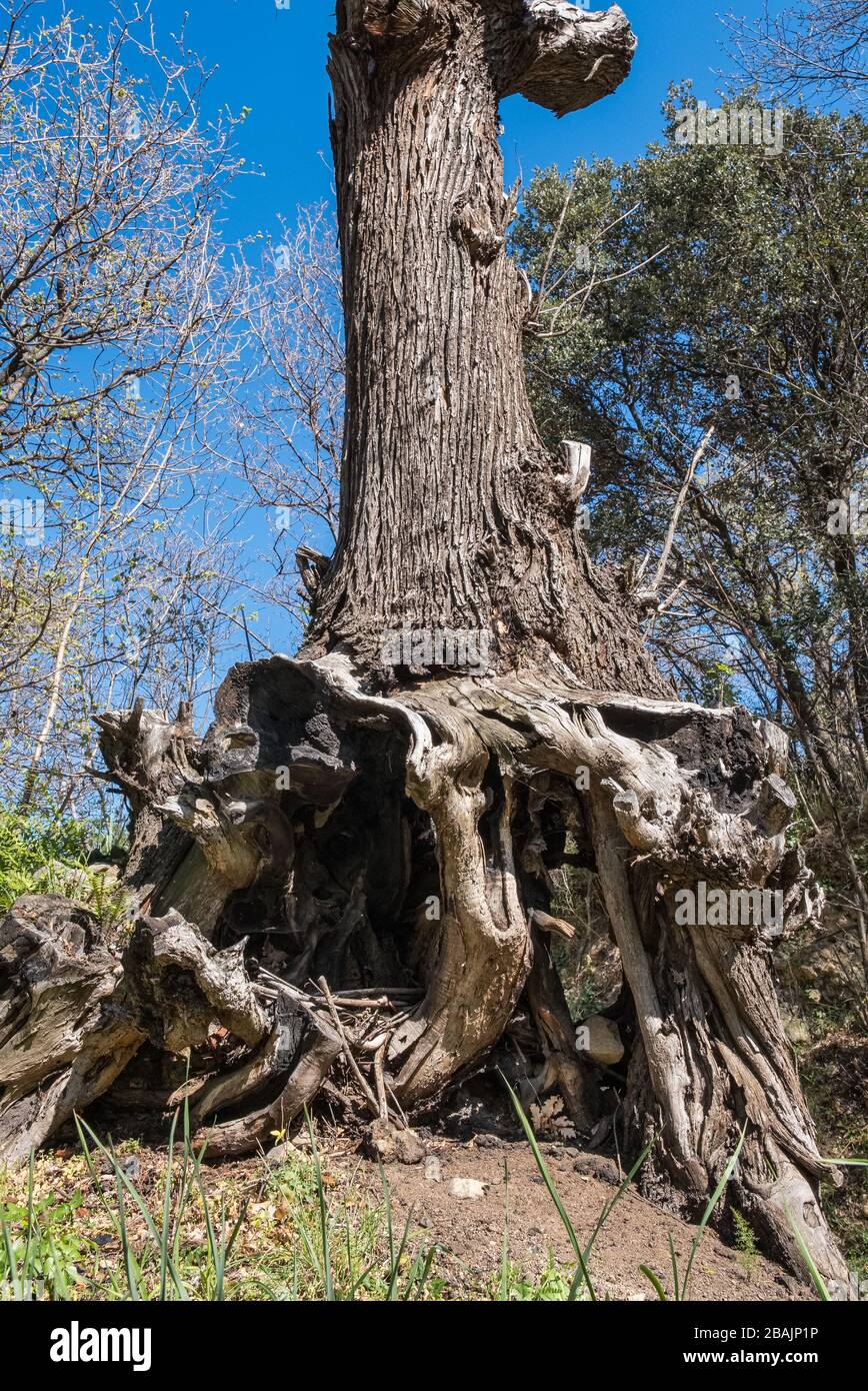Burnt Burned Oak Tree Branches High Resolution Stock Photography and ...
