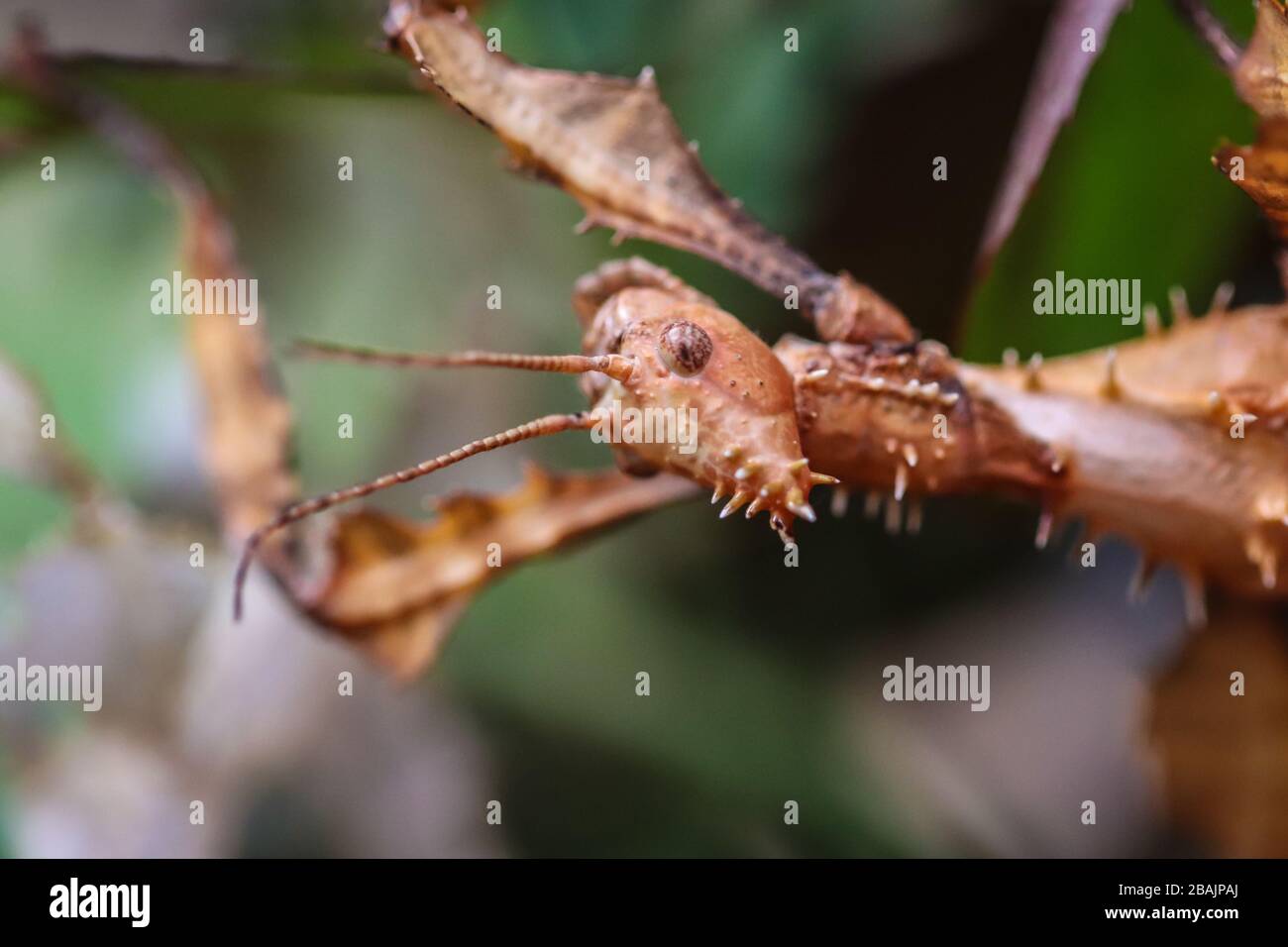 Spiny leaf insect hi-res stock photography and images - Alamy