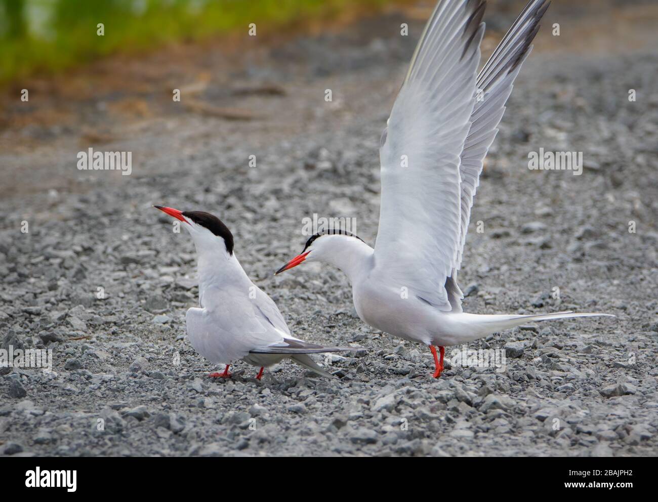 Male and female Common Terns in courtship behaviour Stock Photo - Alamy