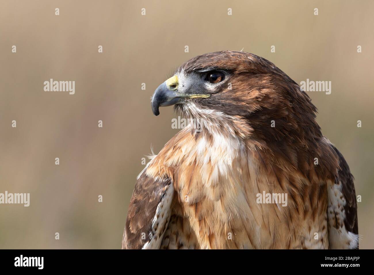 Red Tailed Hawk, a falconer's bird Stock Photo - Alamy