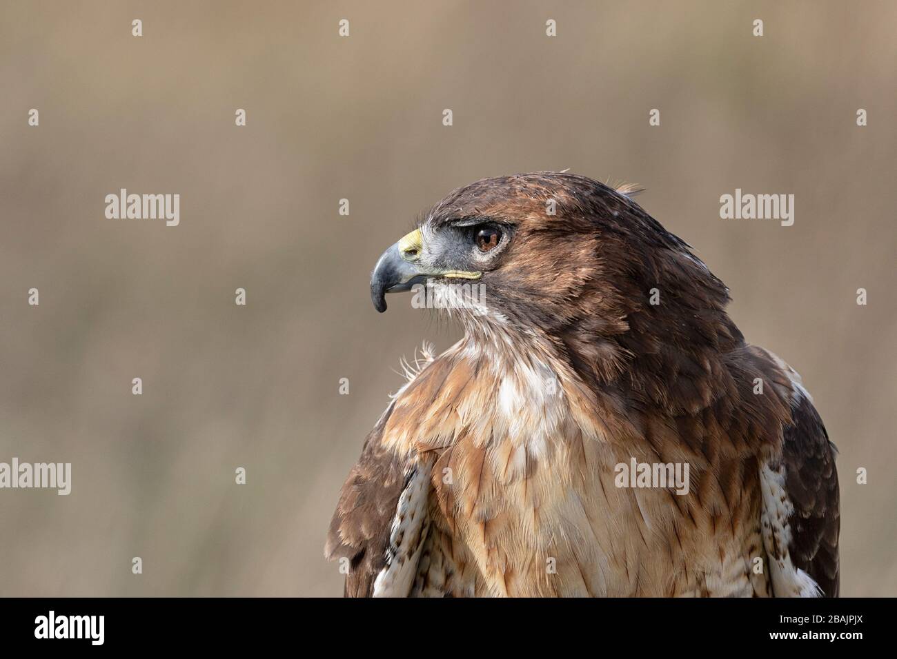 Red Tailed Hawk, a falconer's bird Stock Photo - Alamy