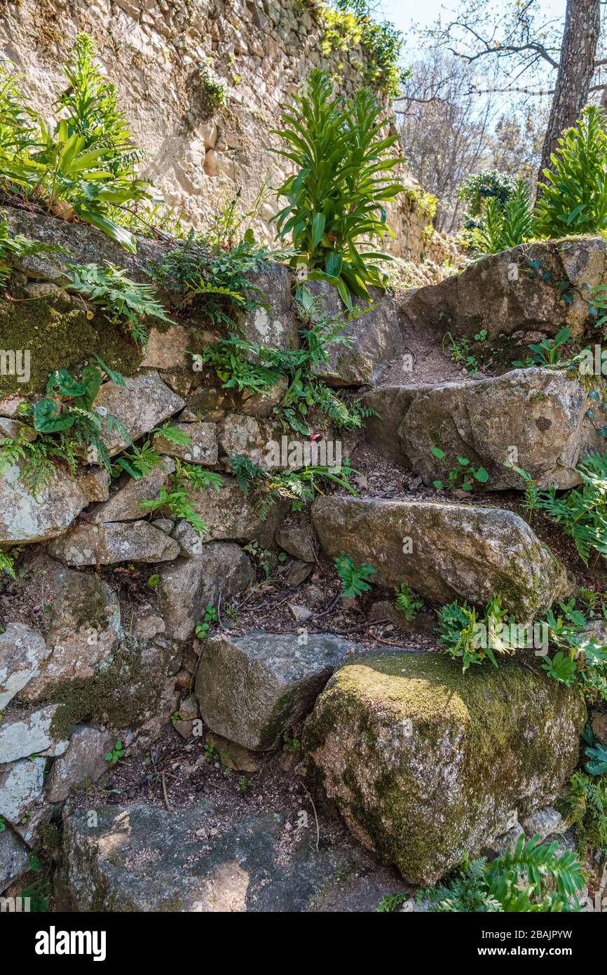 Ancient moss covered stone steps covered in ferns on a track in Corsica ...