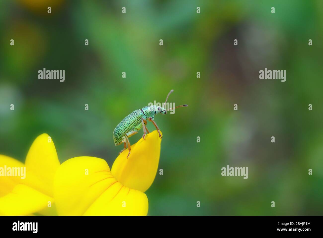 Macro side view of Green Immigrant Leaf Weevil on yellow flower Stock ...