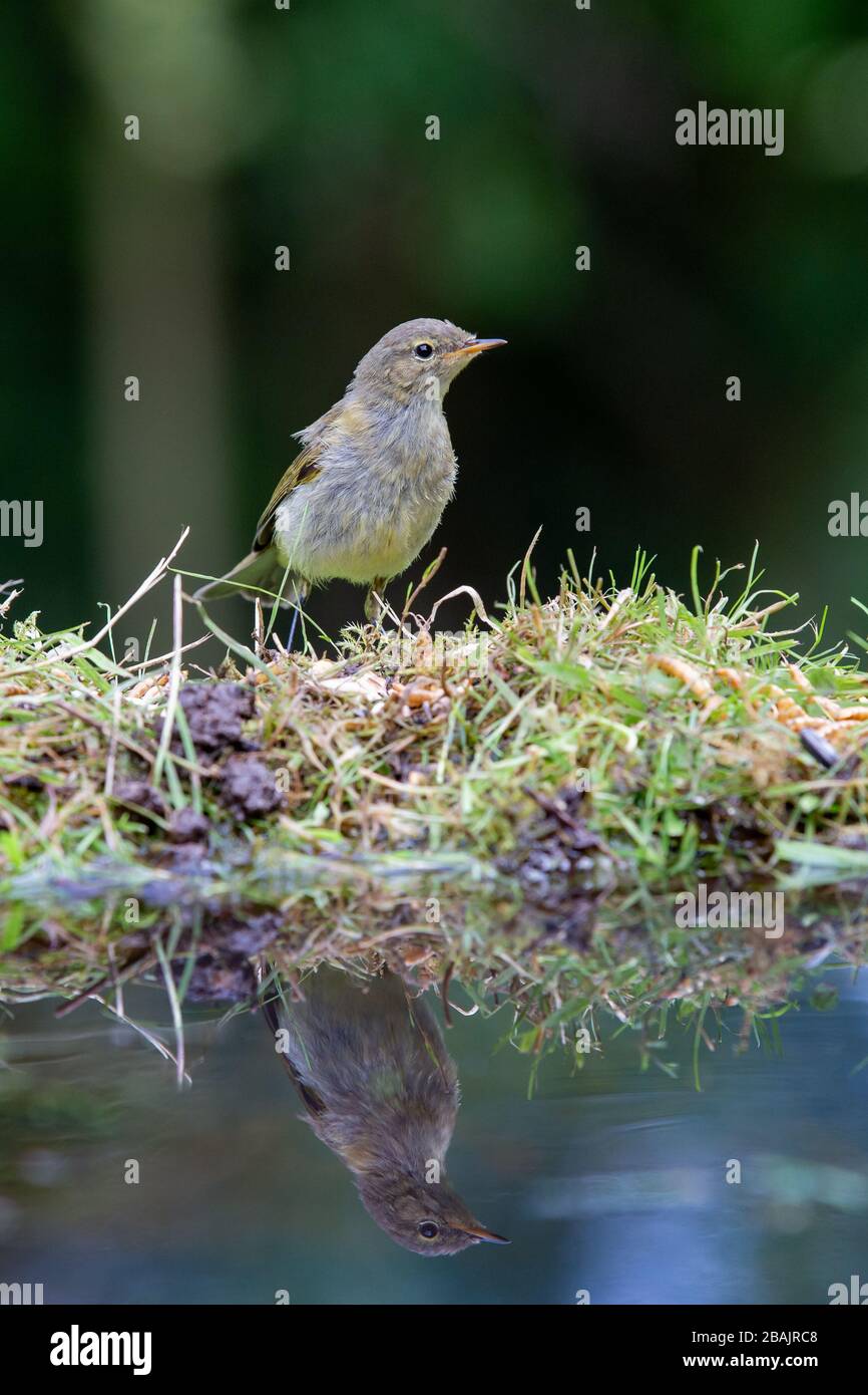 Juvenile Chiffchaff [Phylloscopus collybita ] on reflection pool Stock ...