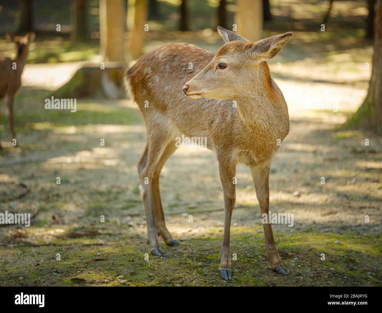 Nara koen park hi-res stock photography and images - Alamy
