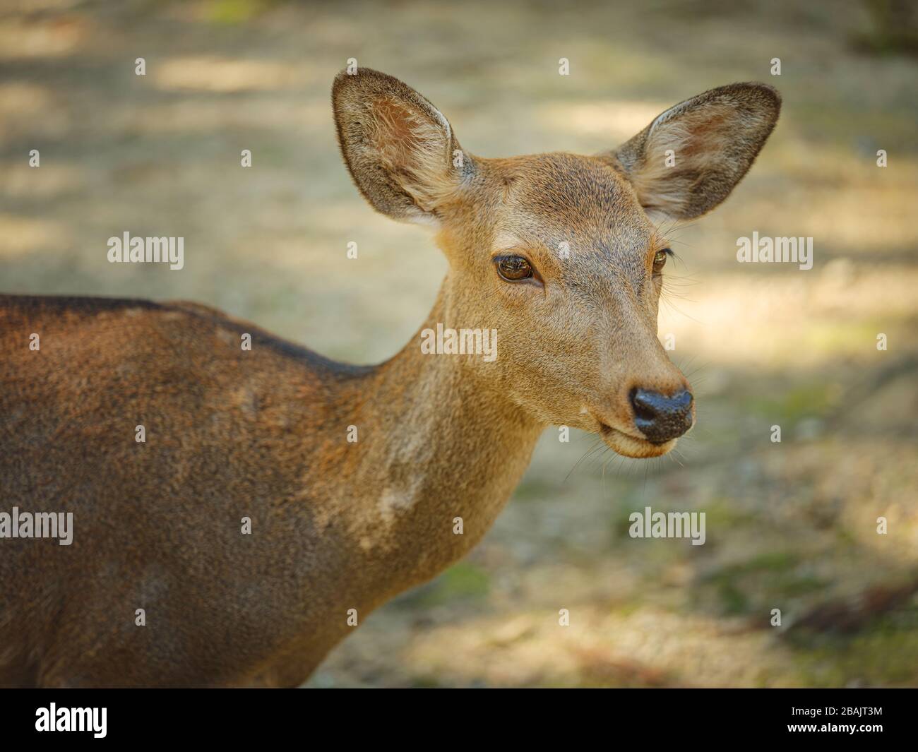Nara koen park hi-res stock photography and images - Alamy