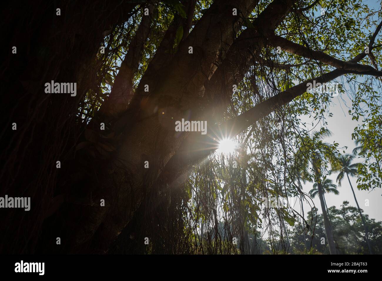Giant tree with long air roots in the afternoon light Stock Photo - Alamy