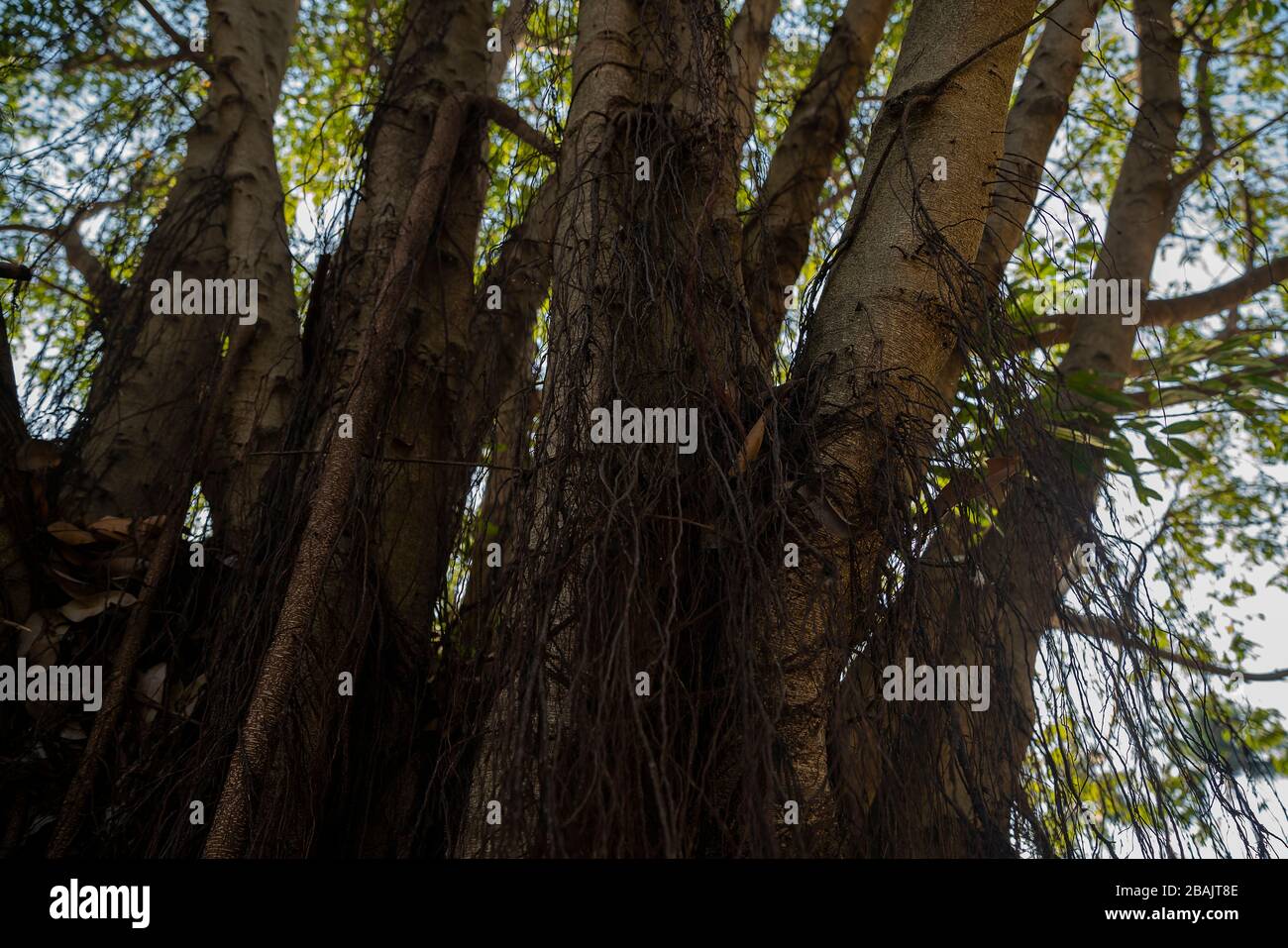 Giant tree with long air roots in the afternoon light Stock Photo - Alamy