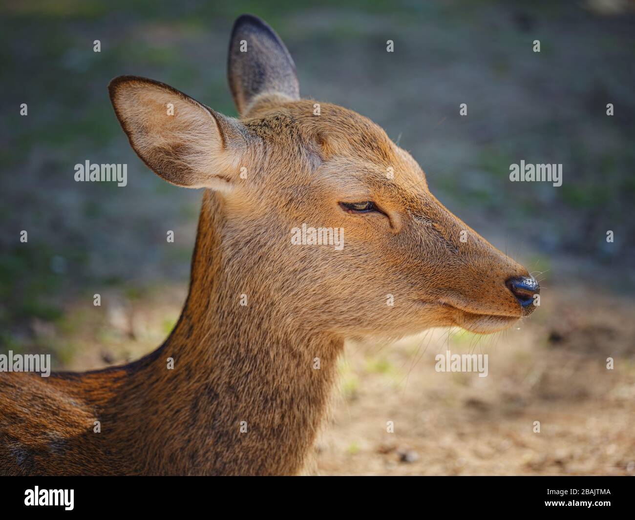 Nara deer in wild at the Nara park in Japan Stock Photo - Alamy