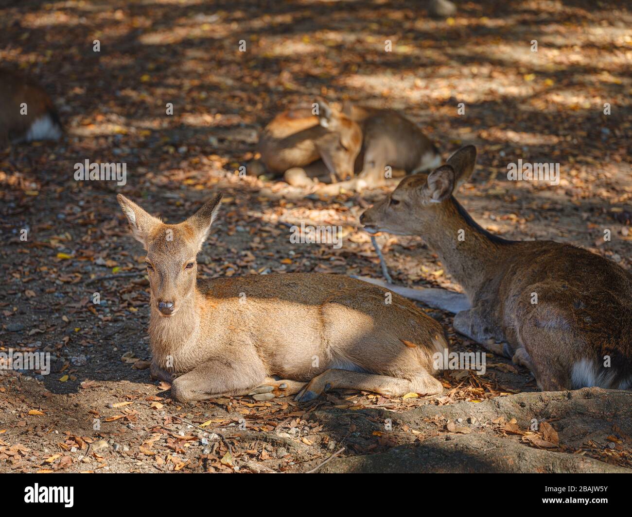 Nara deer in wild at the Nara park in Japan Stock Photo - Alamy