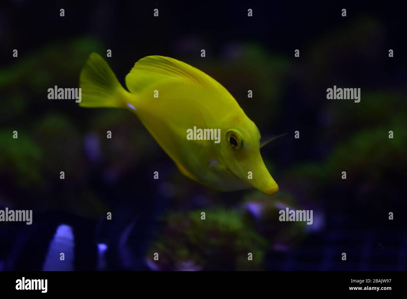 The yellow tang (Zebrasoma flavescens), salt water yellow aquarium fish ...