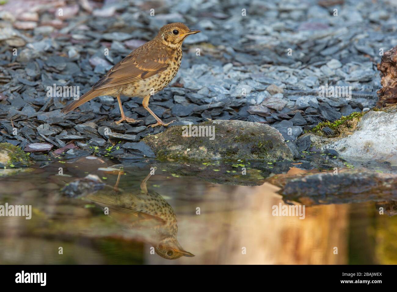 Thrush uk garden hi-res stock photography and images - Alamy