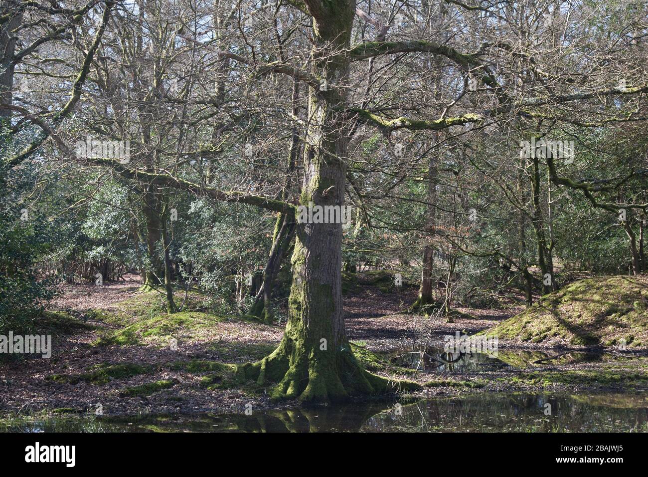 New forest sunny hi-res stock photography and images - Alamy