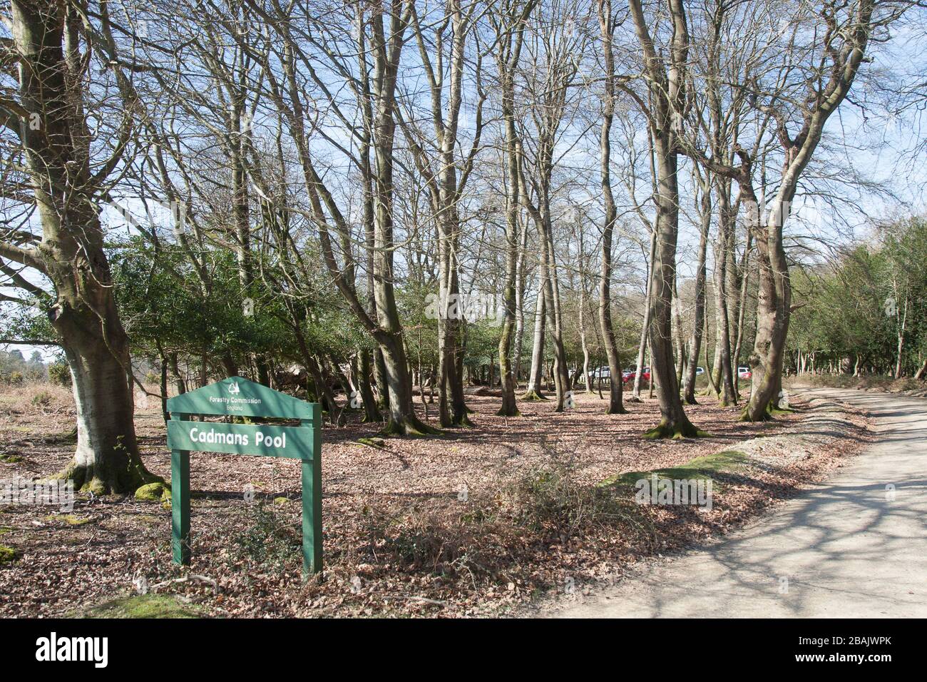New Forest ancient woodland Hampshire Stock Photo - Alamy