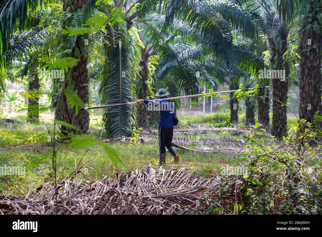 Palm oil worker working in the palm garden Stock Photo - Alamy