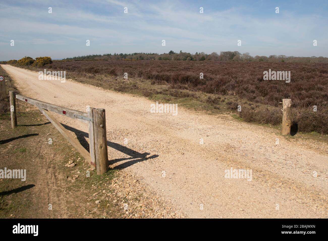 New Forest ancient woodland Hampshire Stock Photo - Alamy