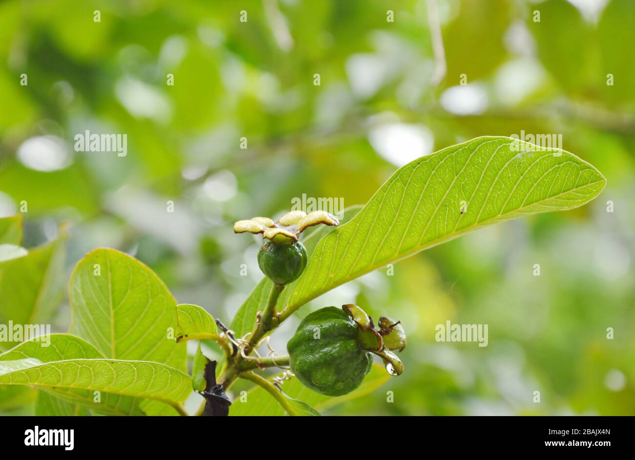 guava growth on branch in garden Stock Photo - Alamy