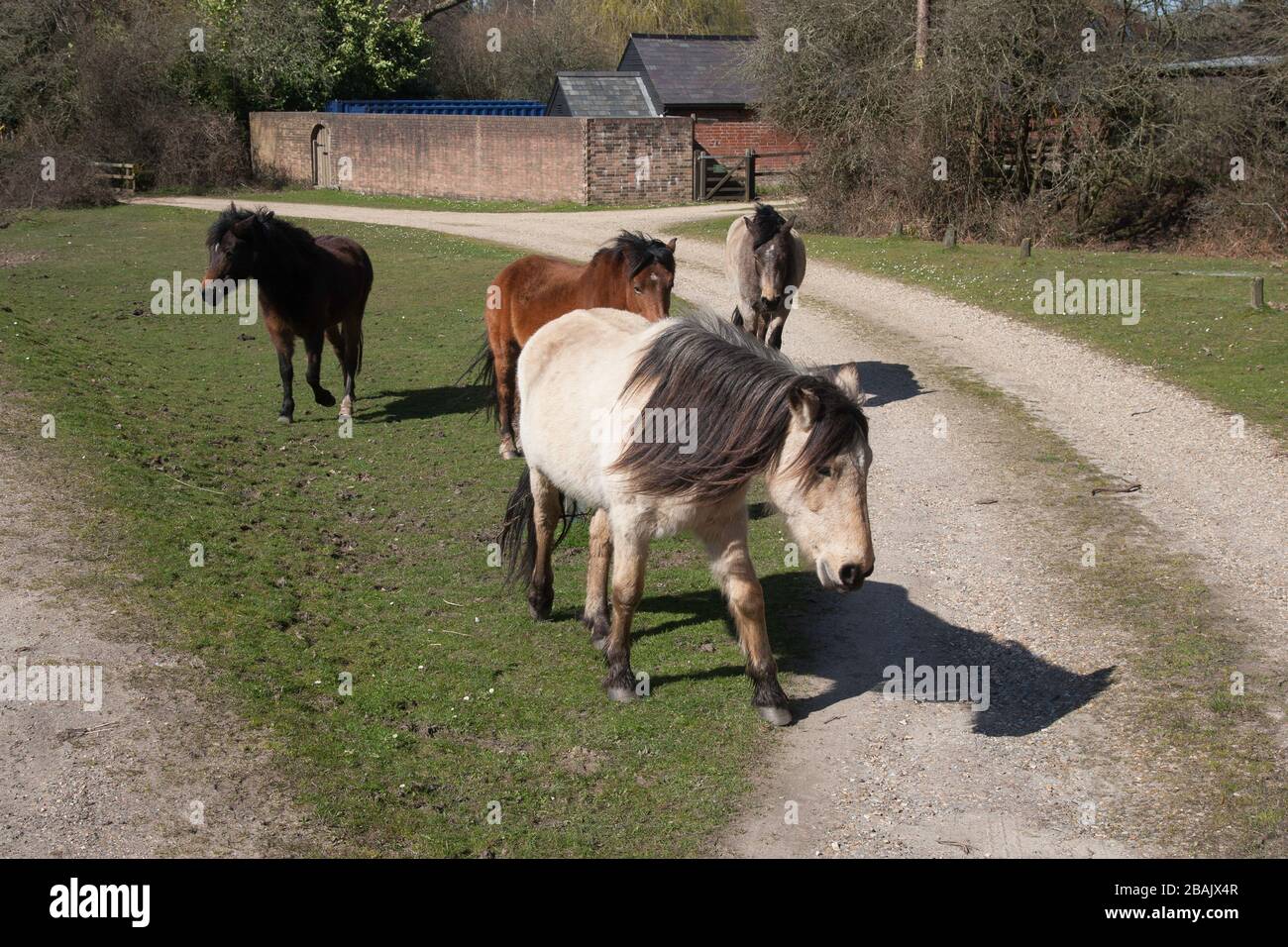 New Forest ancient woodland Hampshire Stock Photo - Alamy