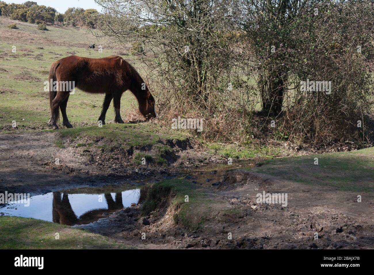New Forest ancient woodland Hampshire Stock Photo - Alamy