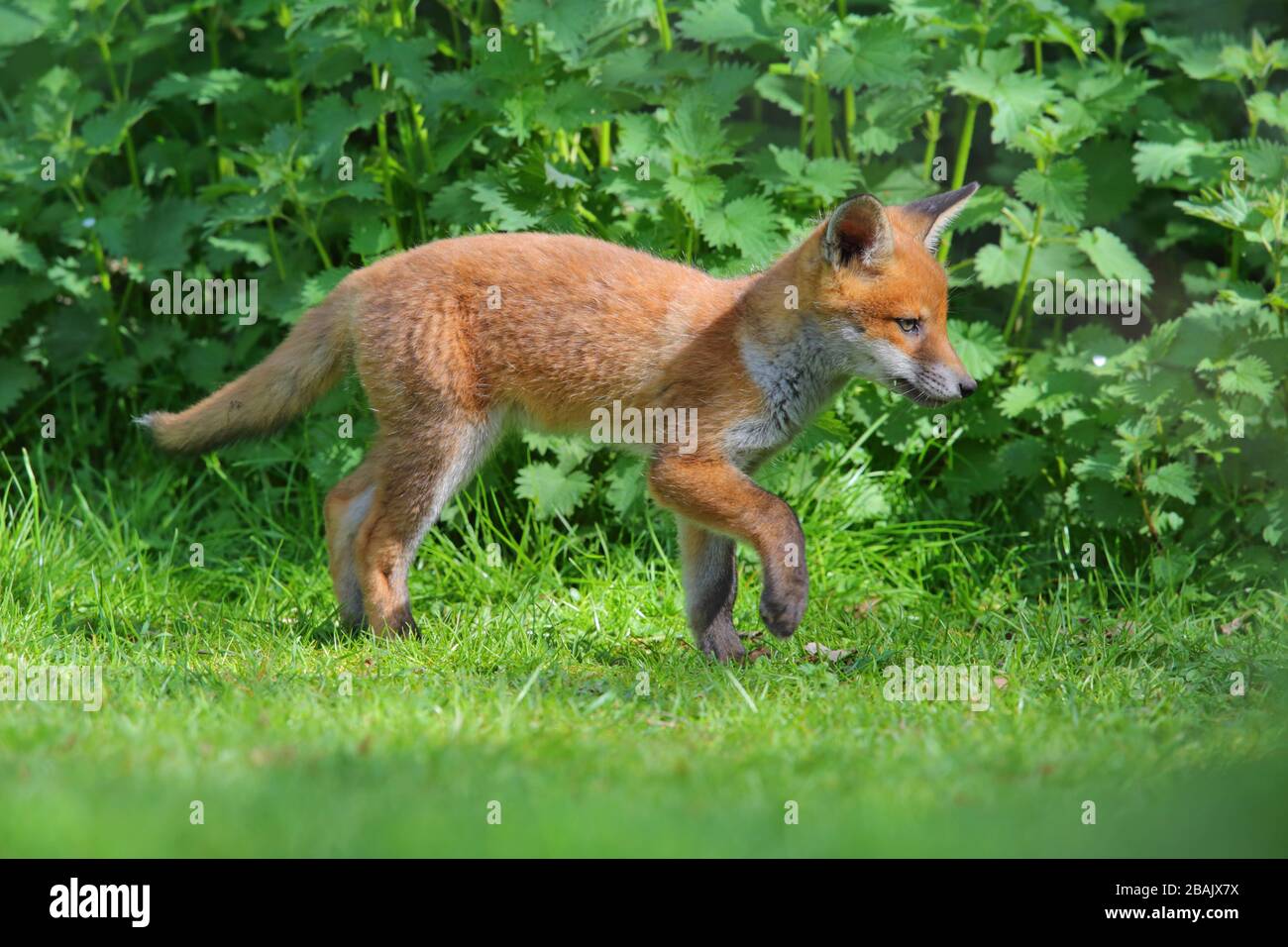 A Red Fox (Vulpes vulpes) cub or kit in spring in southern England, UK ...