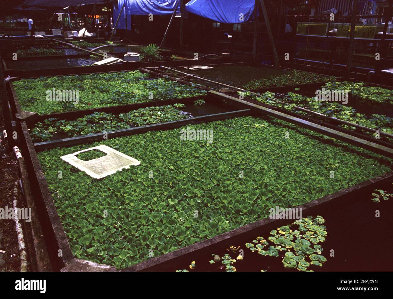 Singapore's aquarium fish breeder Stock Photo - Alamy