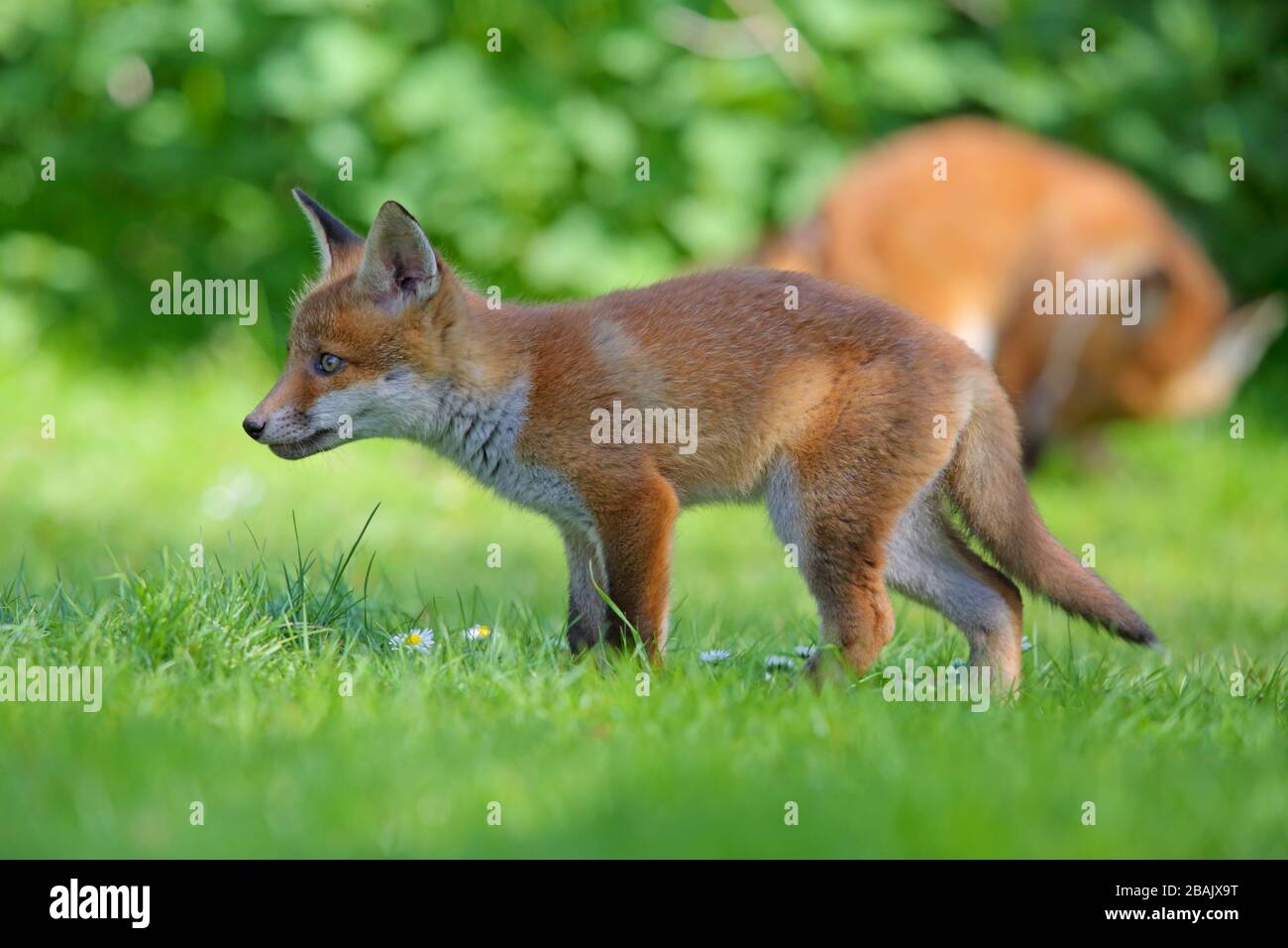 A Red Fox (Vulpes vulpes) cub or kit in spring in southern England, UK ...