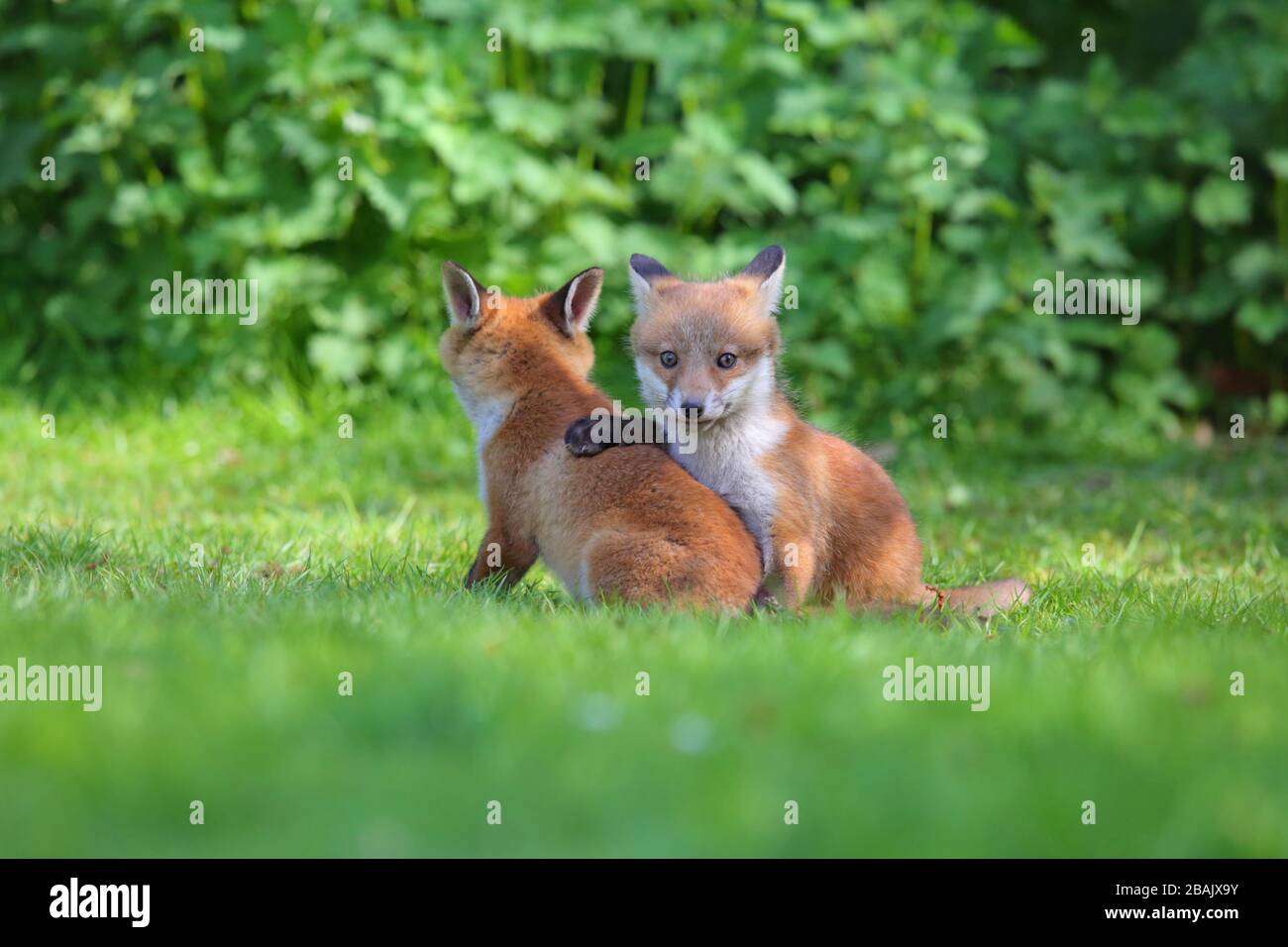 Two cute Red Fox (Vulpes vulpes) cubs or kits at play in spring in southern England Stock Photo ...