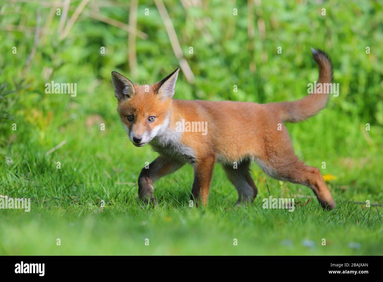 A Red Fox (Vulpes vulpes) cub or kit in spring in southern England, UK ...