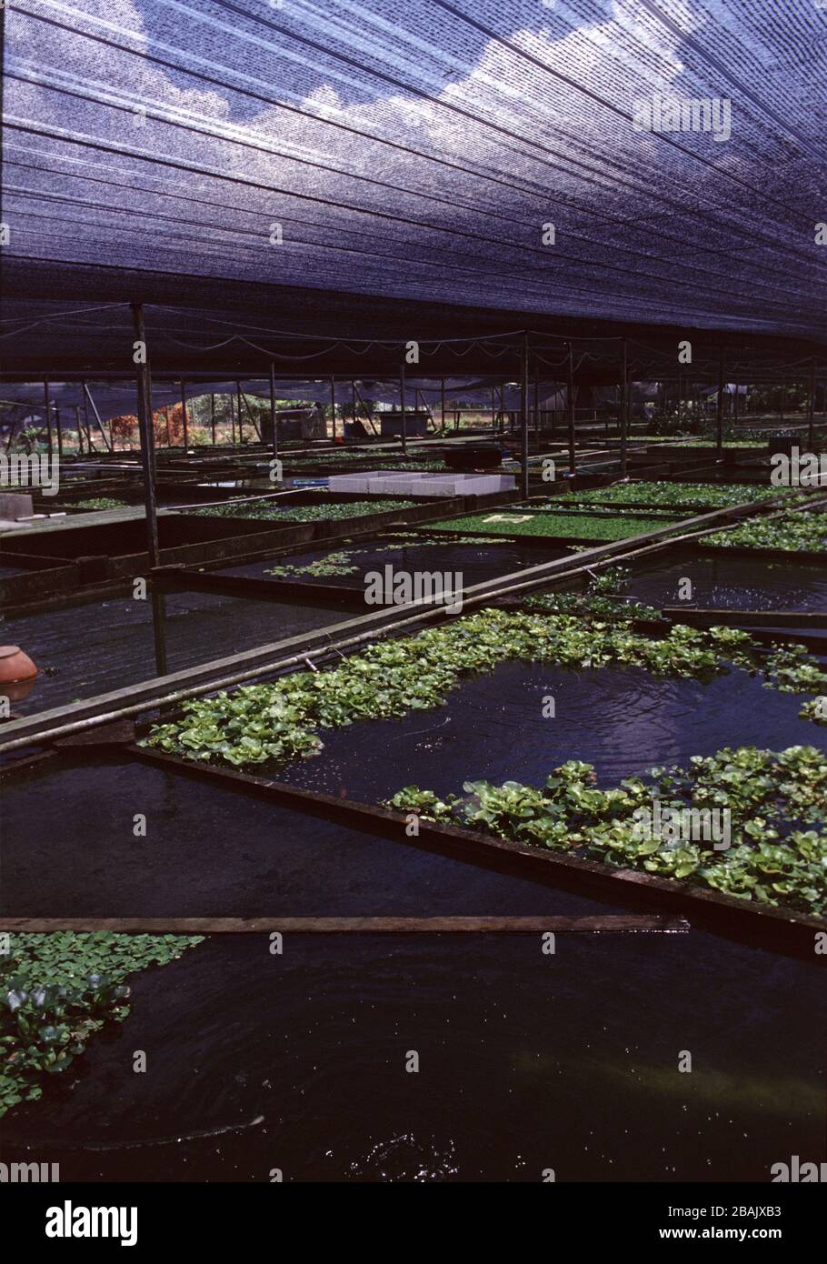 Singapore's aquarium fish breeder Stock Photo - Alamy