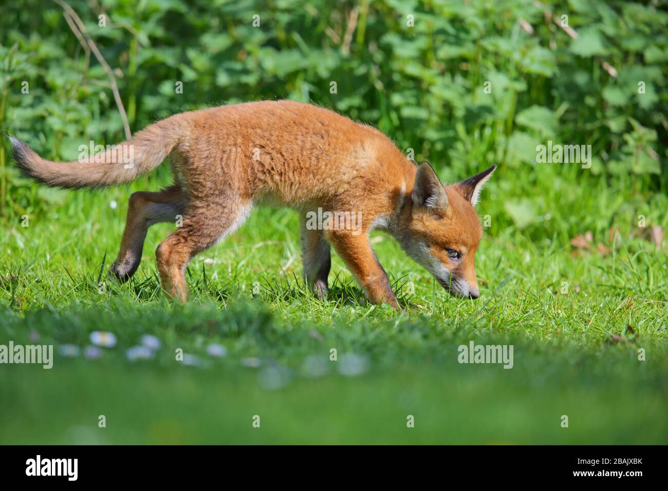 A Red Fox (Vulpes vulpes) cub or kit in spring in southern England, UK ...