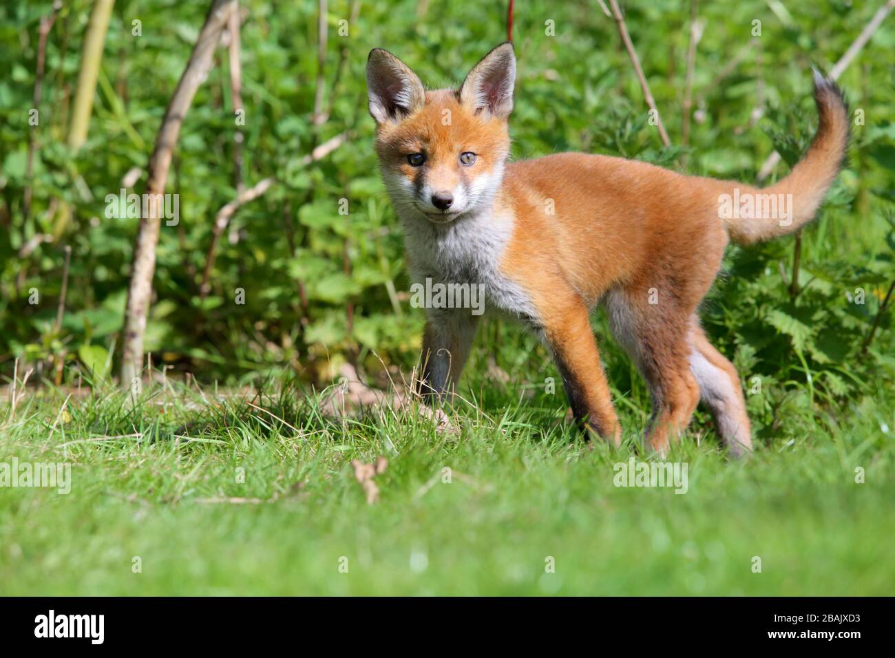 A Red Fox (Vulpes vulpes) cub or kit in spring in southern England, UK ...