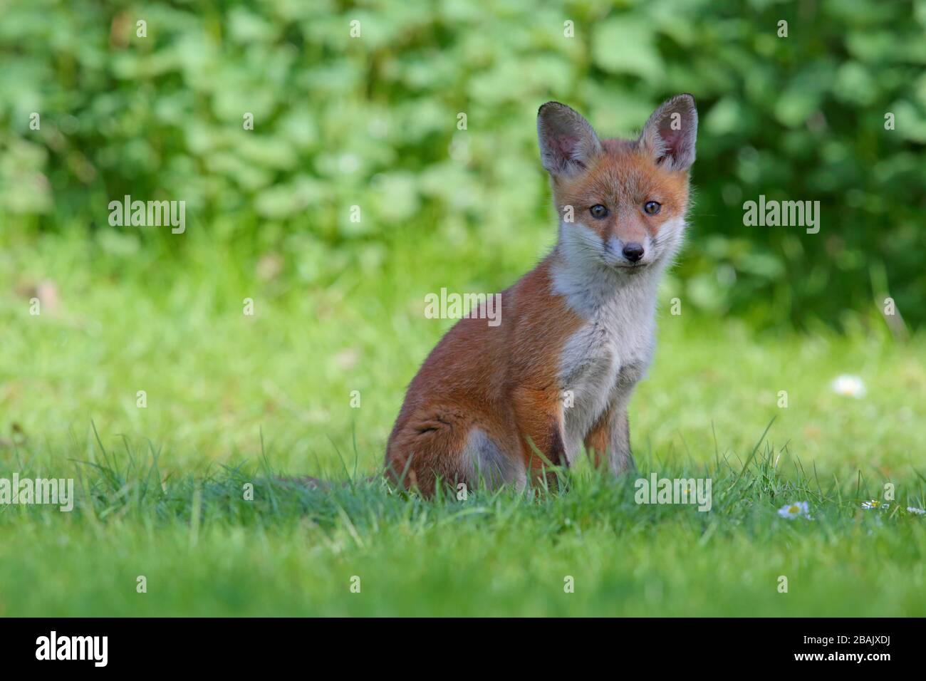 A Red Fox (Vulpes vulpes) cub or kit in spring in southern England, UK ...