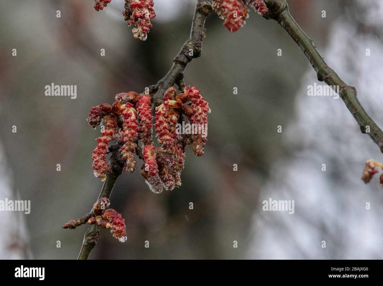 Populus alba hi-res stock photography and images - Alamy